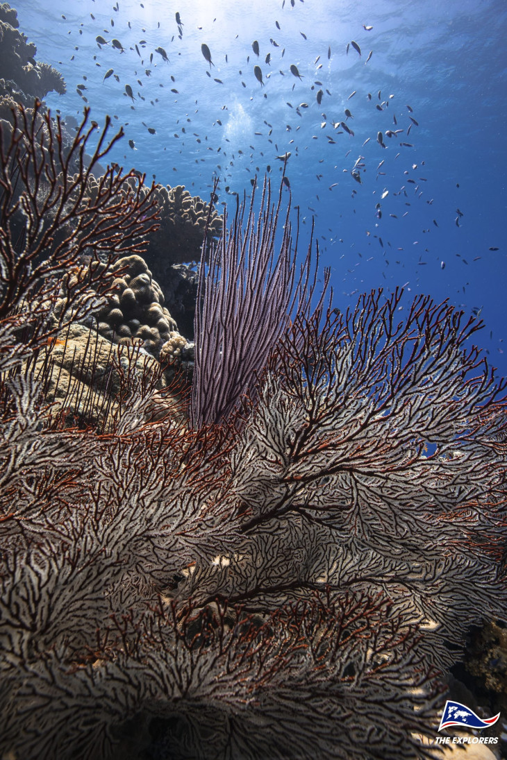 Франција домаќин на третата Конференција на ОН за Океанот Unoc3 „Ние